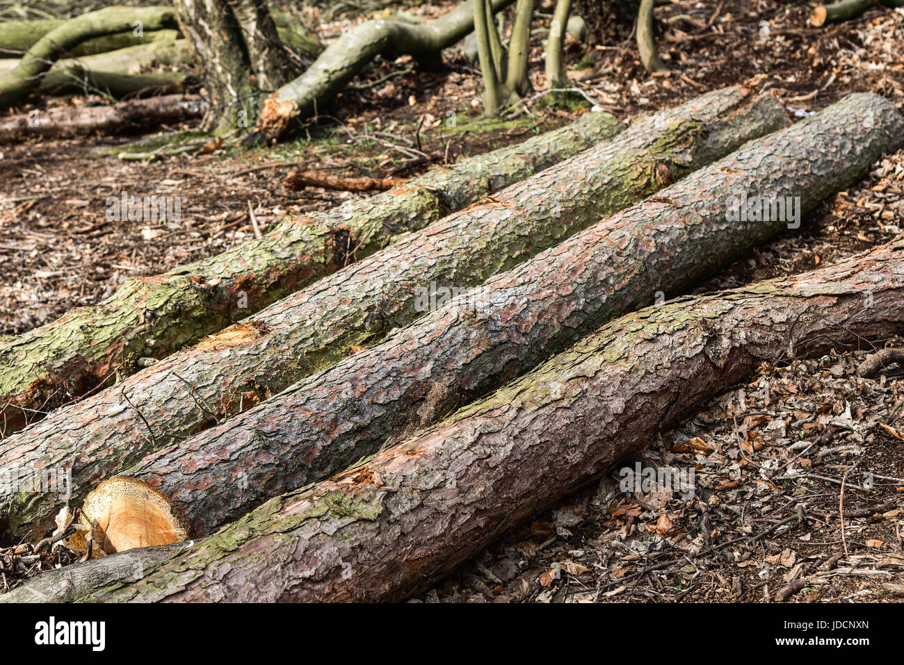 Felled lumber logs in the forest Stock Photo - Alamy