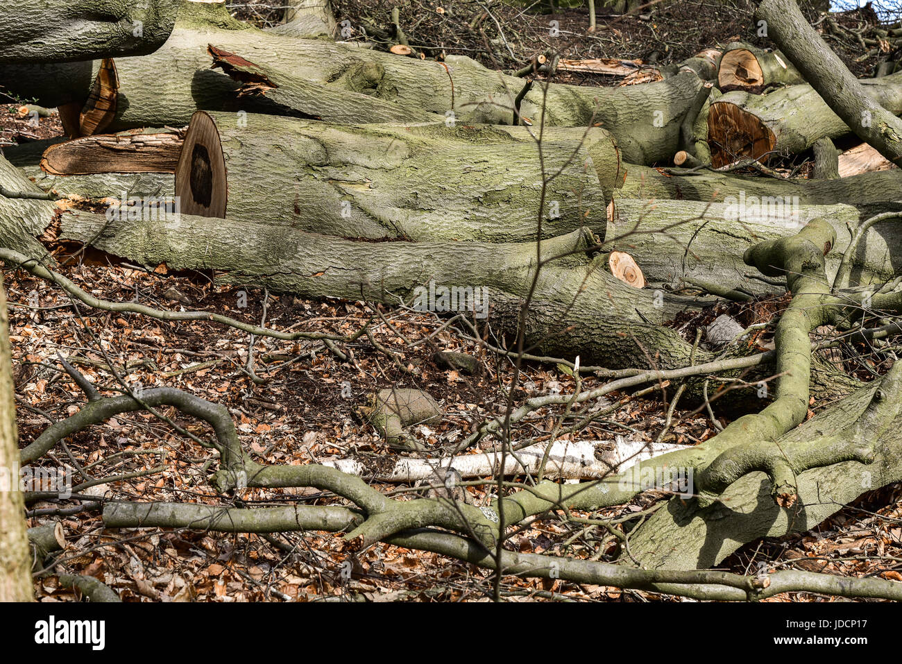 Felled lumber logs in the forest Stock Photo - Alamy