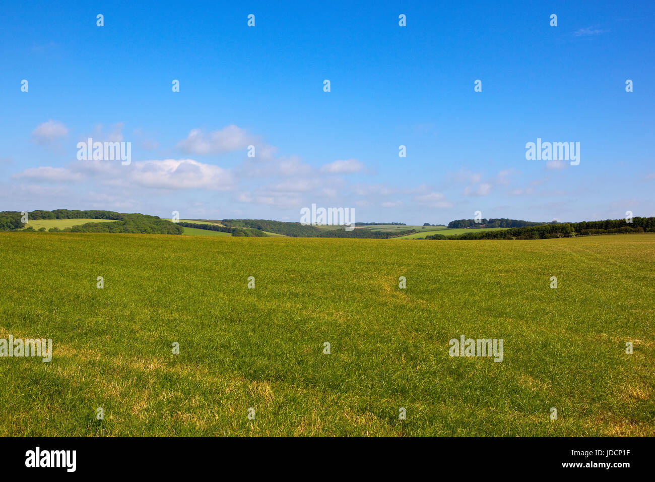 a scenic grazing meadow in the yorkshire wolds under a blue sky in ...
