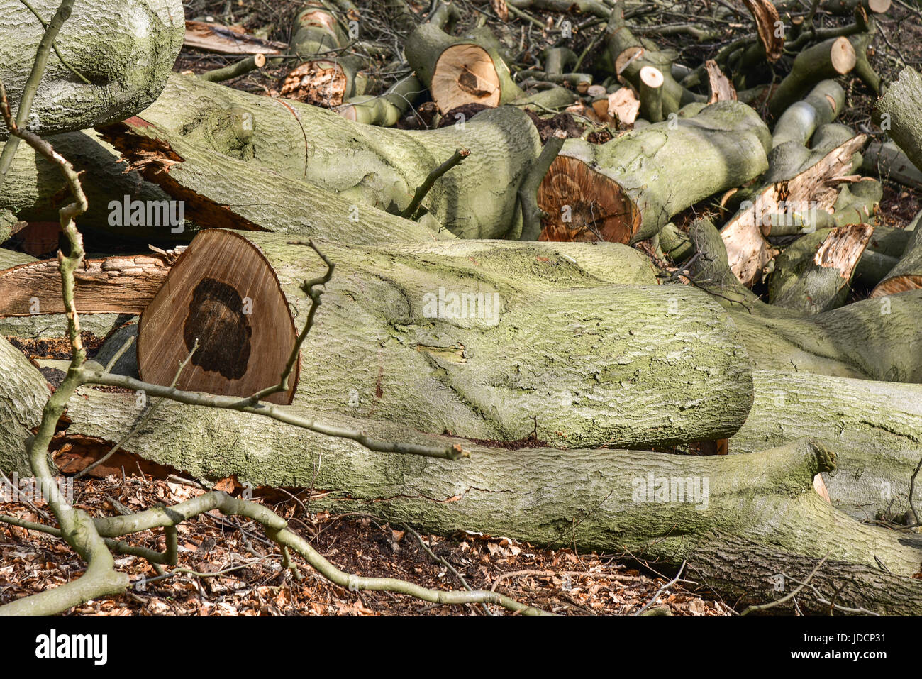 Felled lumber logs in the forest Stock Photo - Alamy