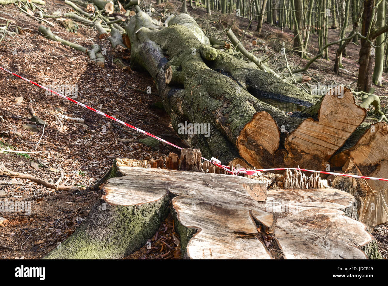 Felled lumber logs in the forest Stock Photo - Alamy