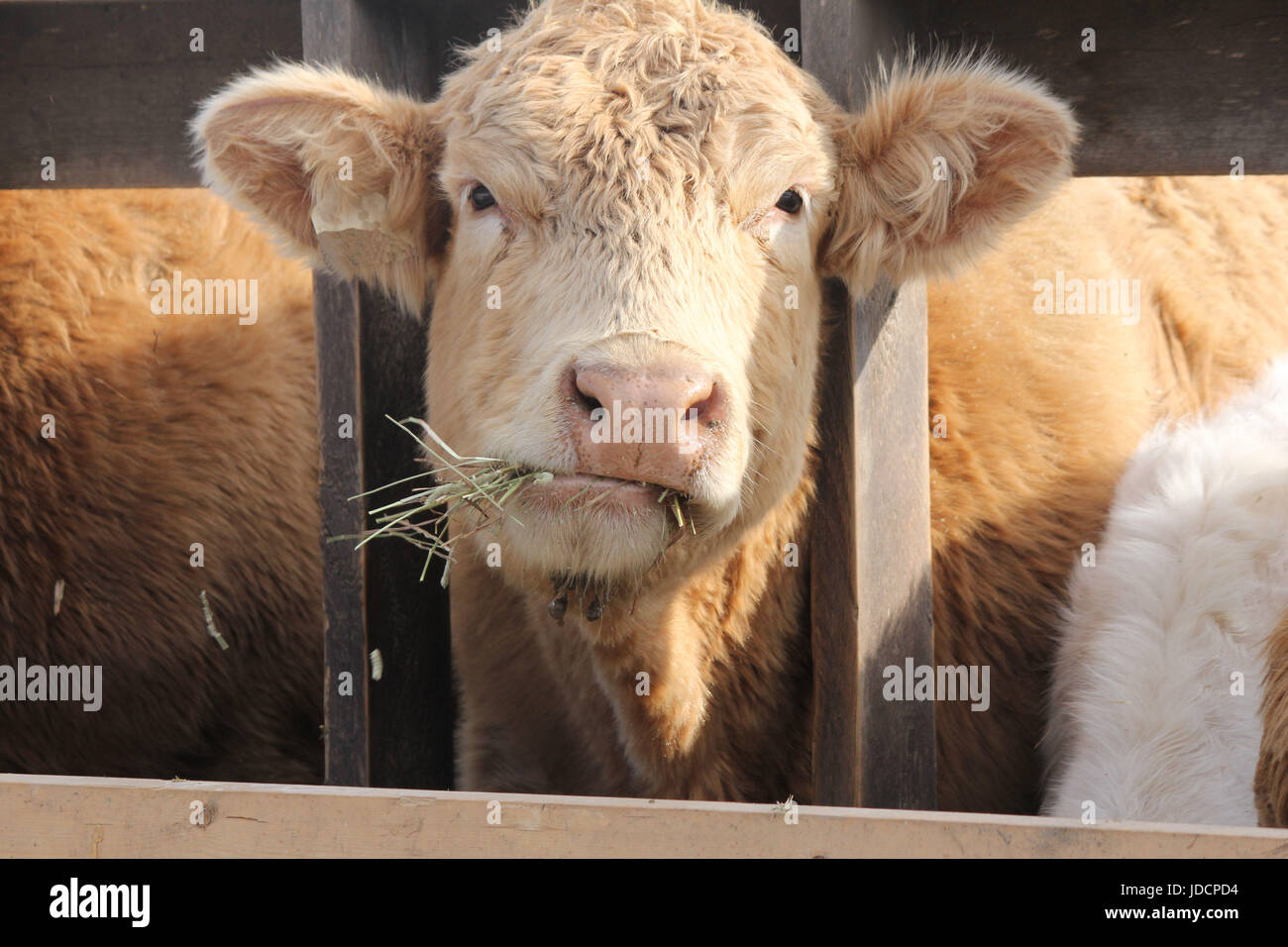 Wooden cow pen hi-res stock photography and images - Alamy