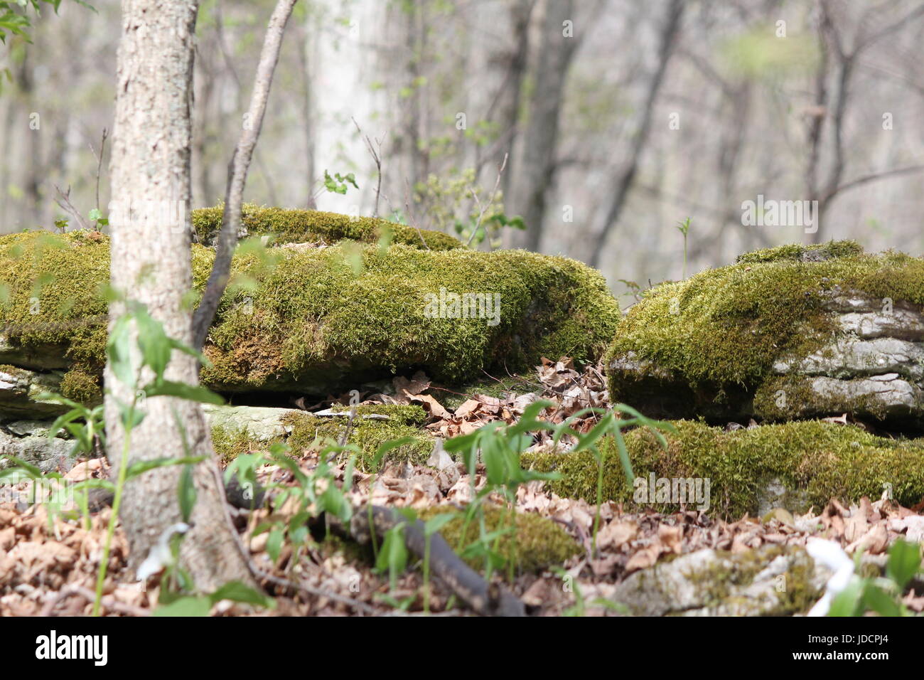 Moss covering large rocks in a forested area Stock Photo - Alamy