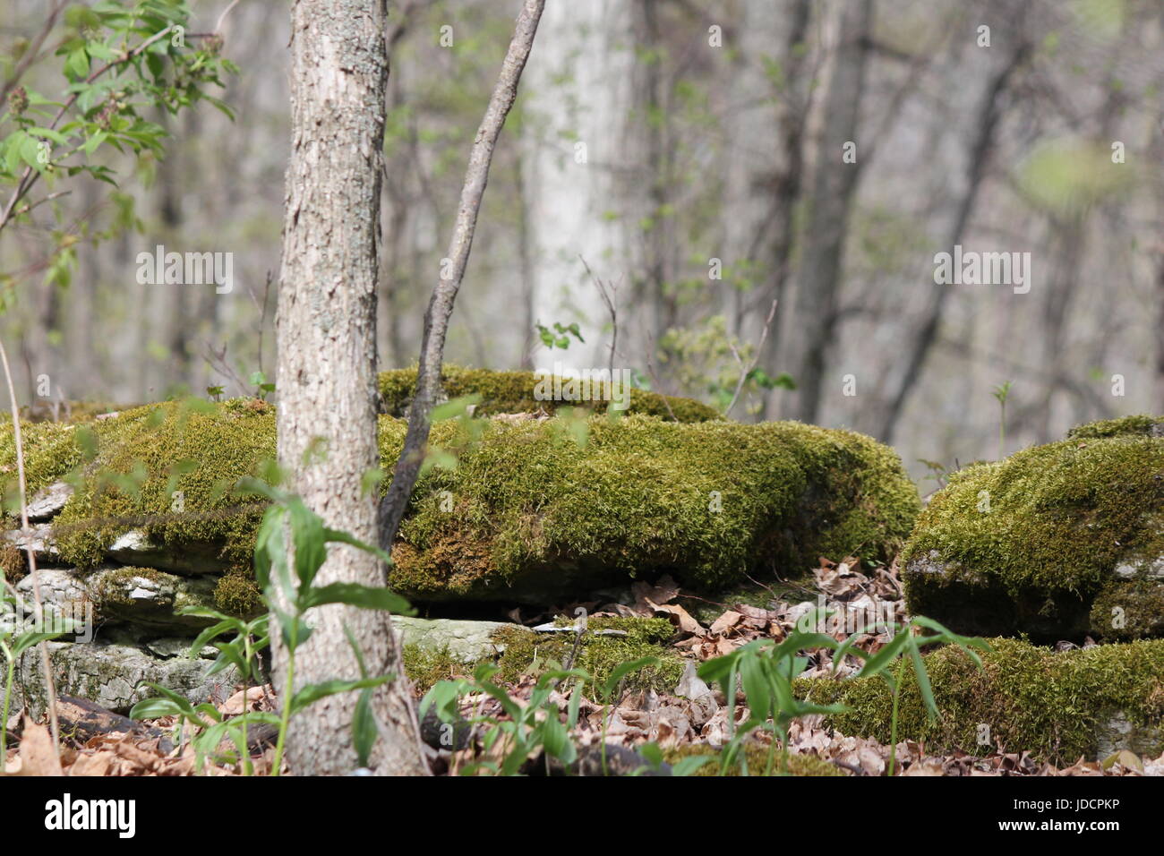 Moss covering large rocks in a forested area Stock Photo - Alamy