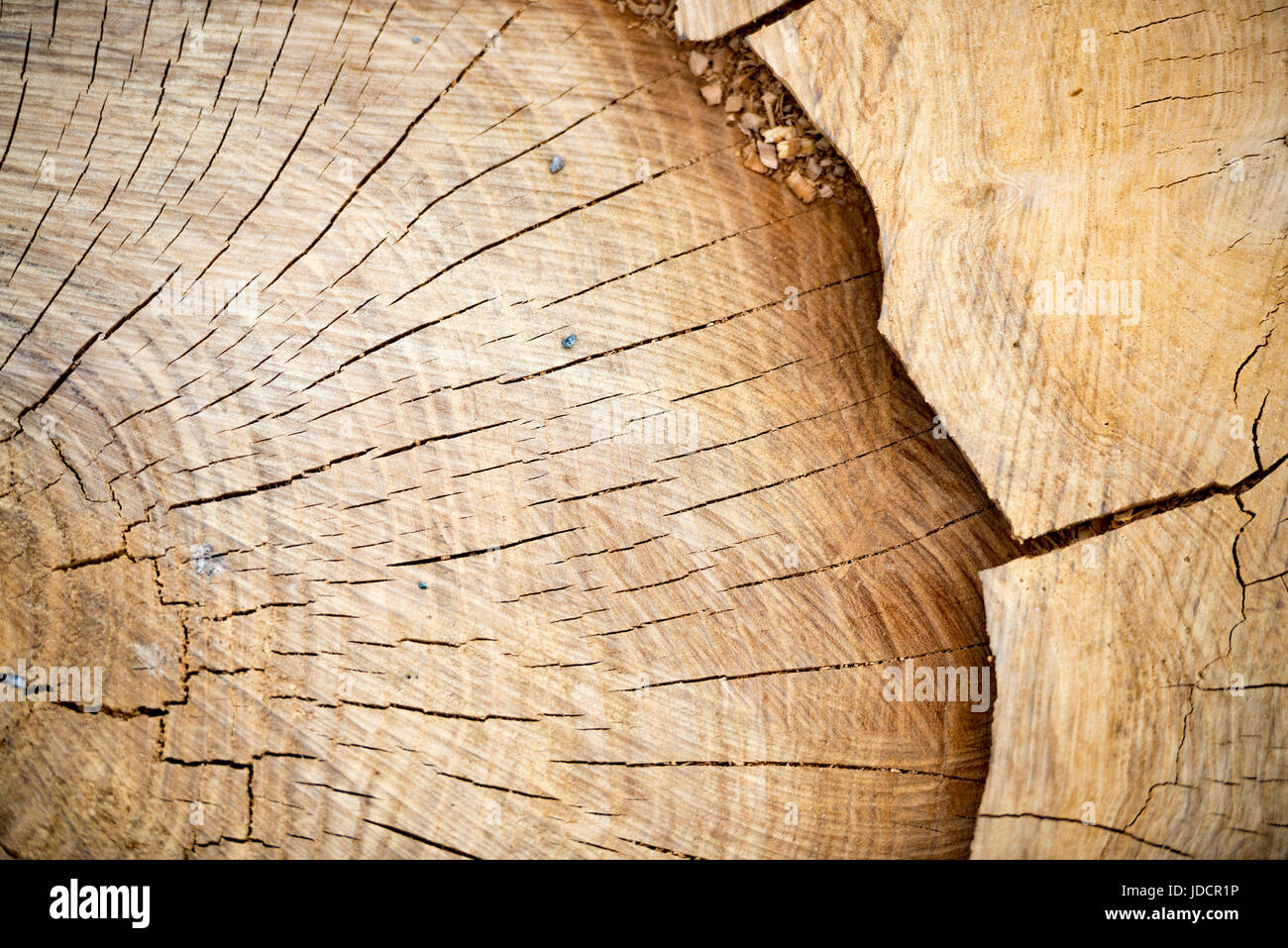Tree ring rog wood slice close up details Stock Photo - Alamy