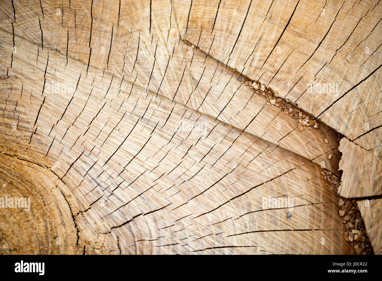 Tree ring rog wood slice close up details Stock Photo - Alamy