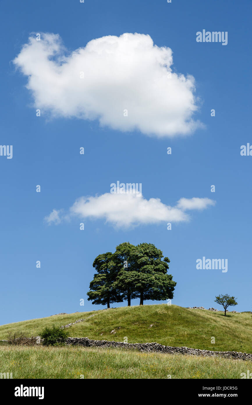 A grove of sycamore trees on a hot summer's day in Hall Dale, Dove ...