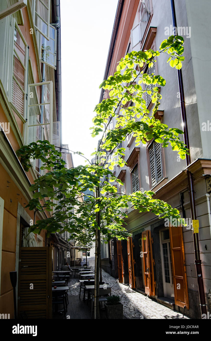 Green tree on the street Stock Photo - Alamy