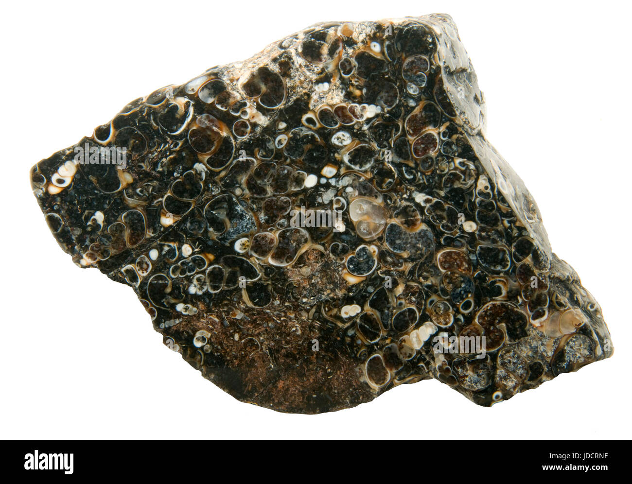 Turritella Cut Out Stock Images & Pictures - Alamy