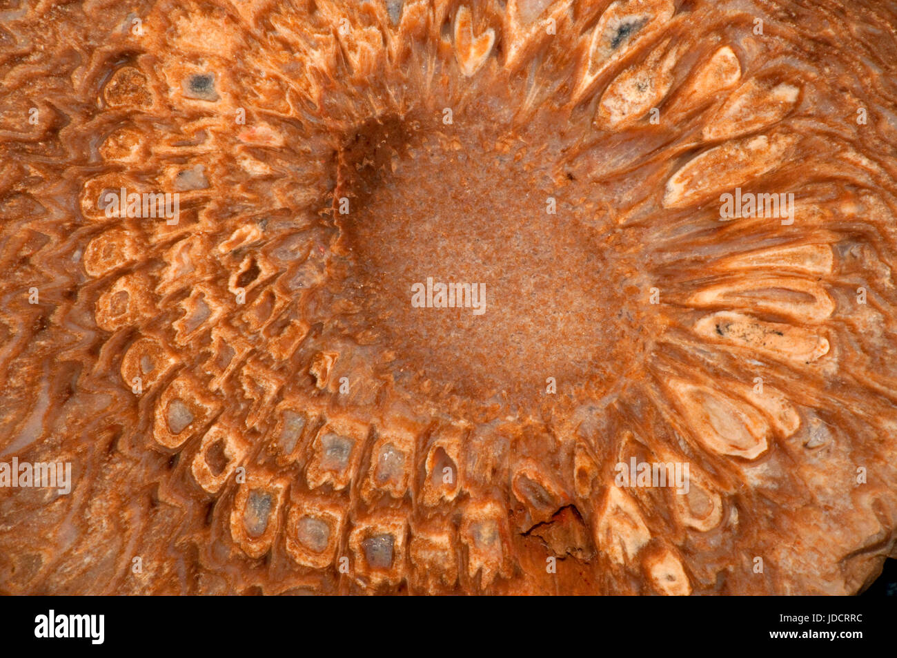 Fossil cone hi-res stock photography and images - Alamy