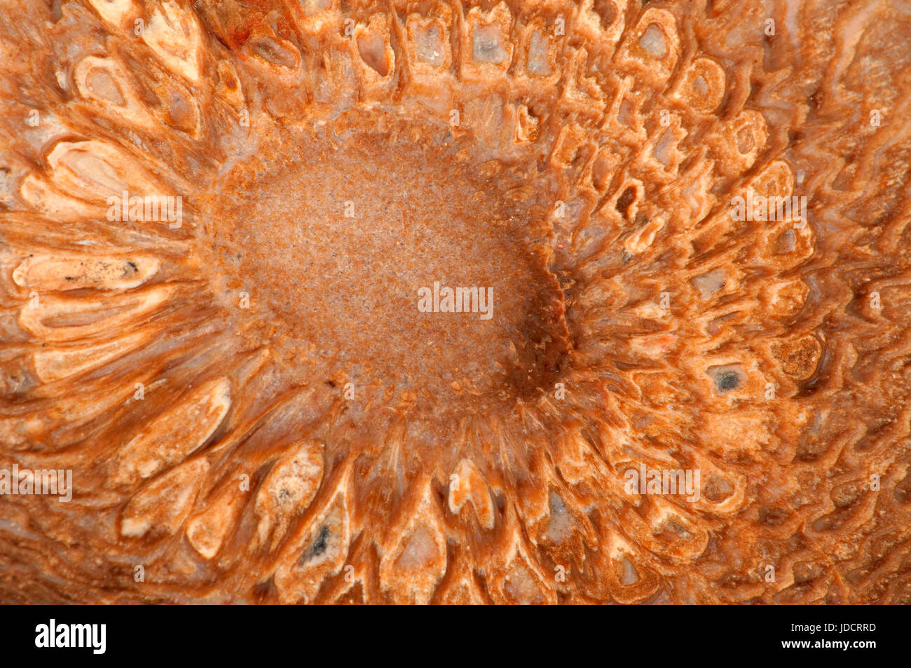 Fossil cone hi-res stock photography and images - Alamy