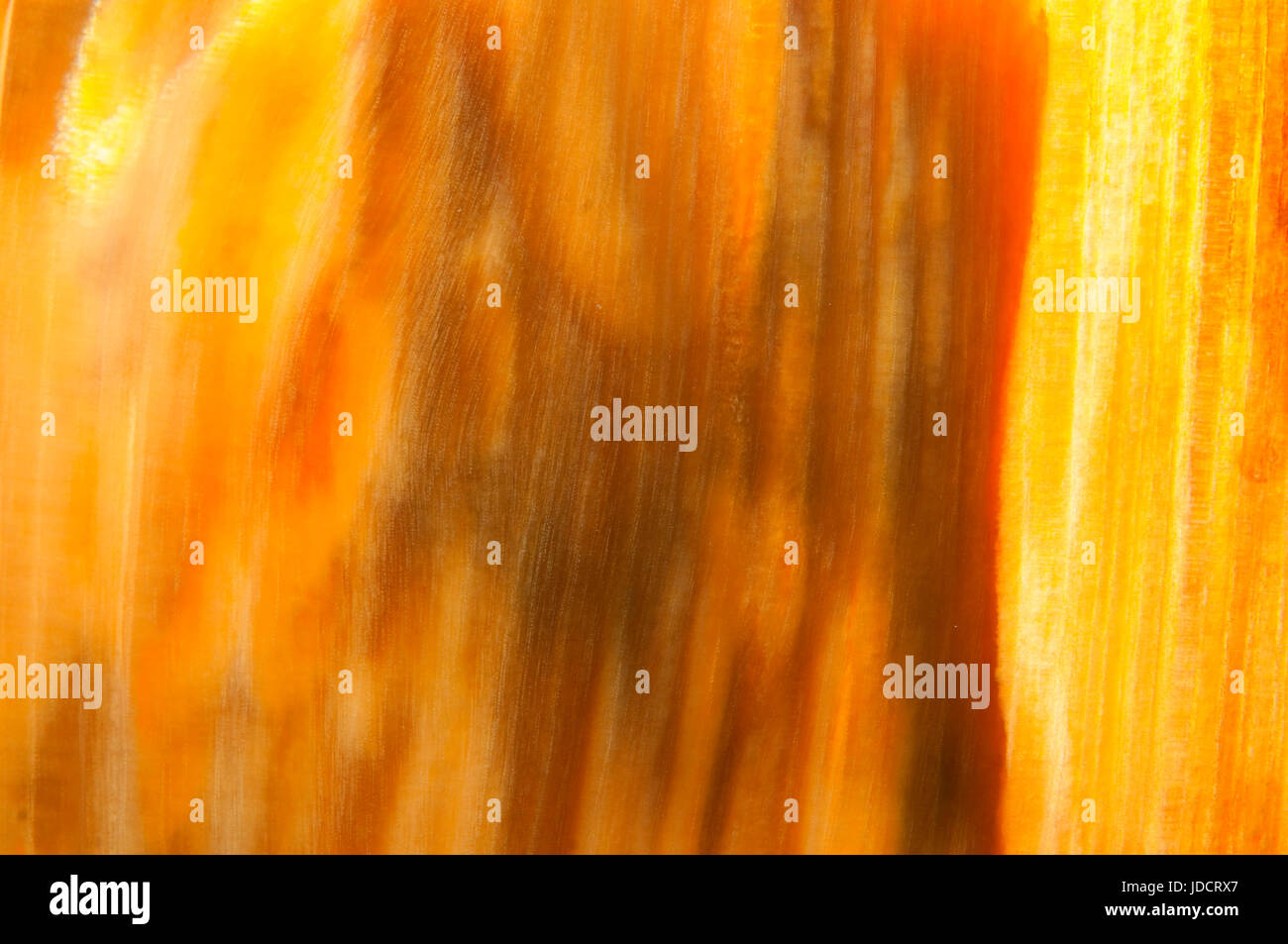 Crabtree Creek petrified wood, Oregon Stock Photo - Alamy