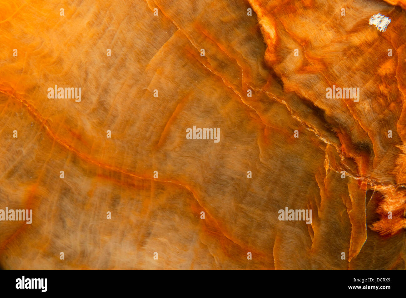 Crabtree Creek petrified wood, Oregon Stock Photo - Alamy