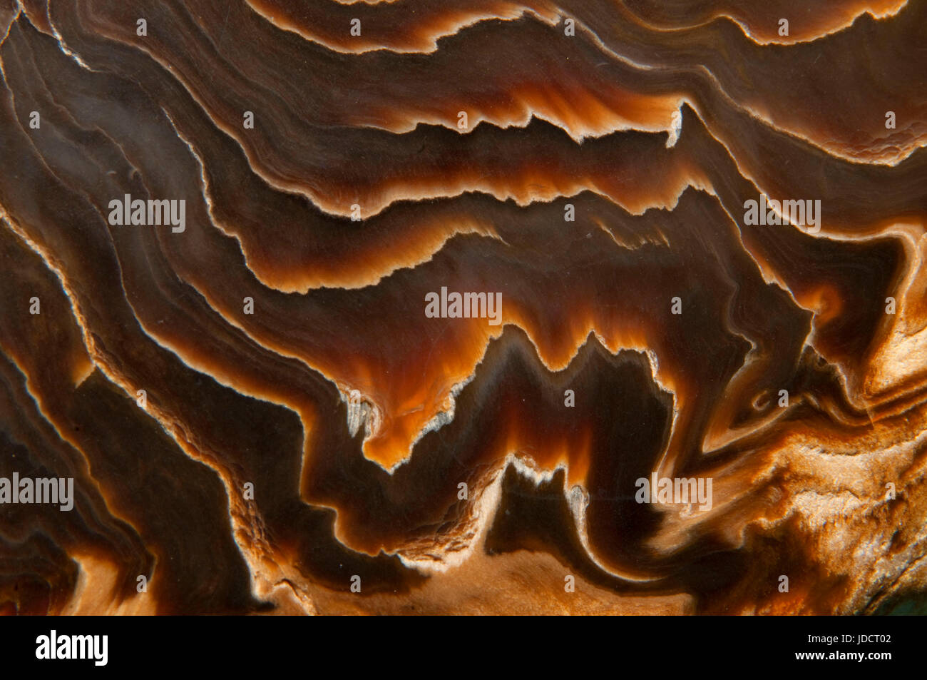 Crabtree Creek petrified wood, Oregon Stock Photo - Alamy