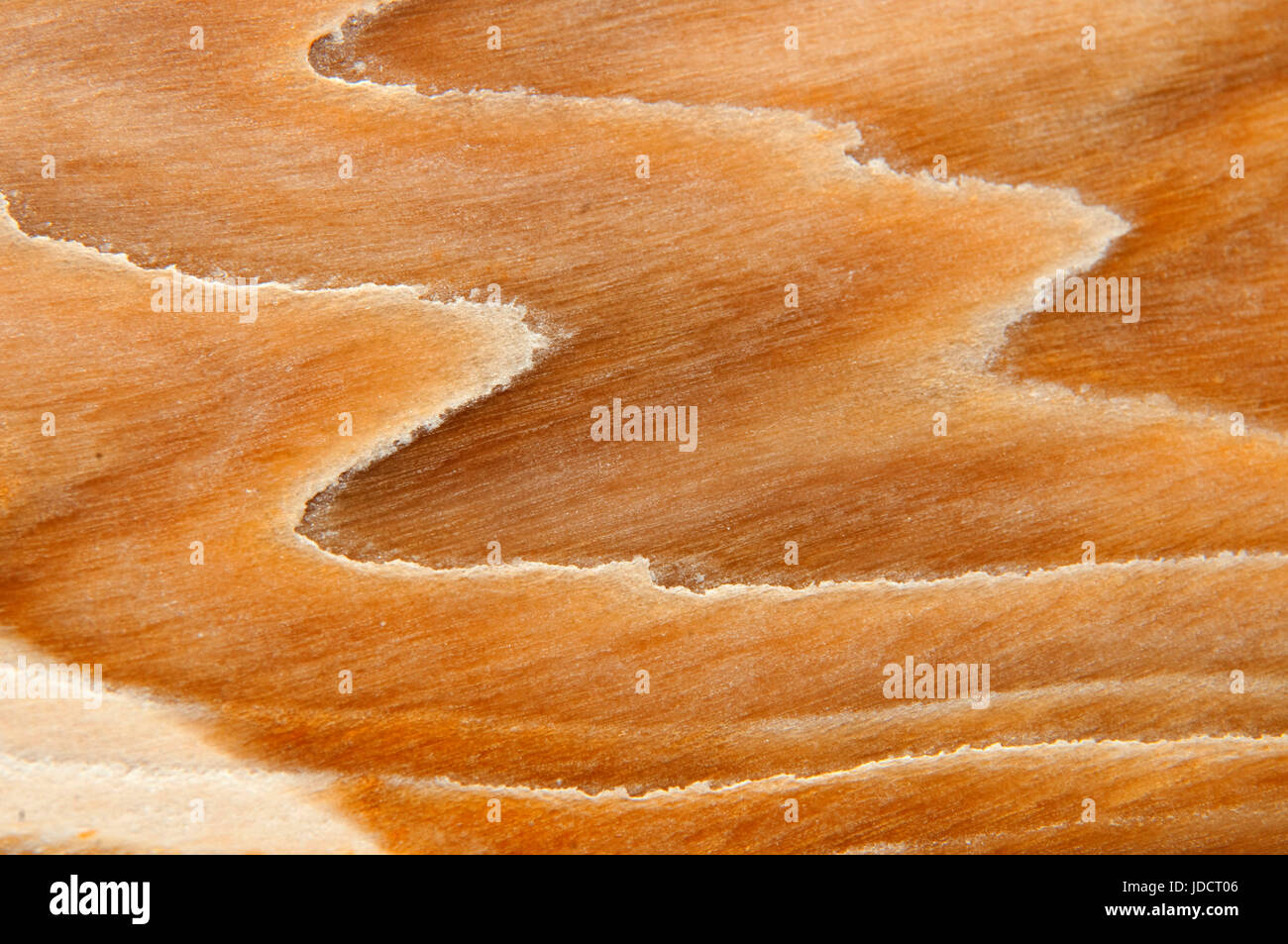 Crabtree Creek petrified wood, Oregon Stock Photo - Alamy