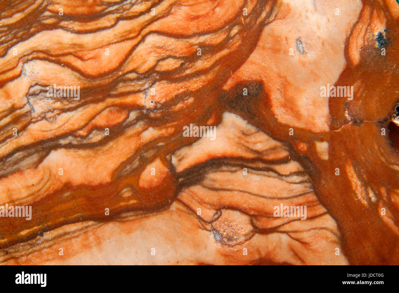 Biggs picture jasper hi-res stock photography and images - Alamy