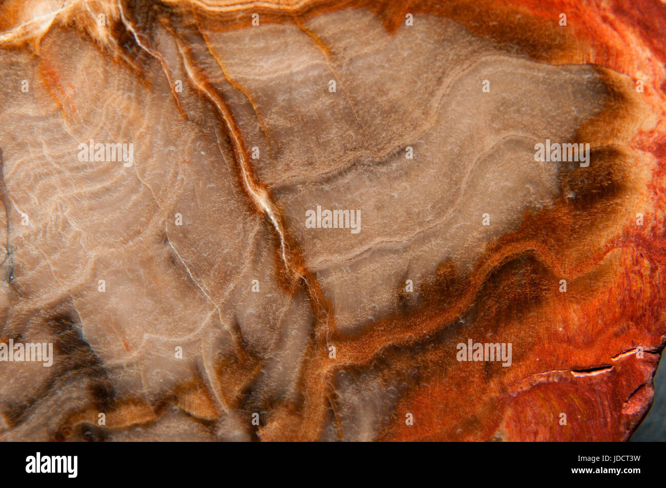 Crabtree Creek petrified wood, Oregon Stock Photo - Alamy