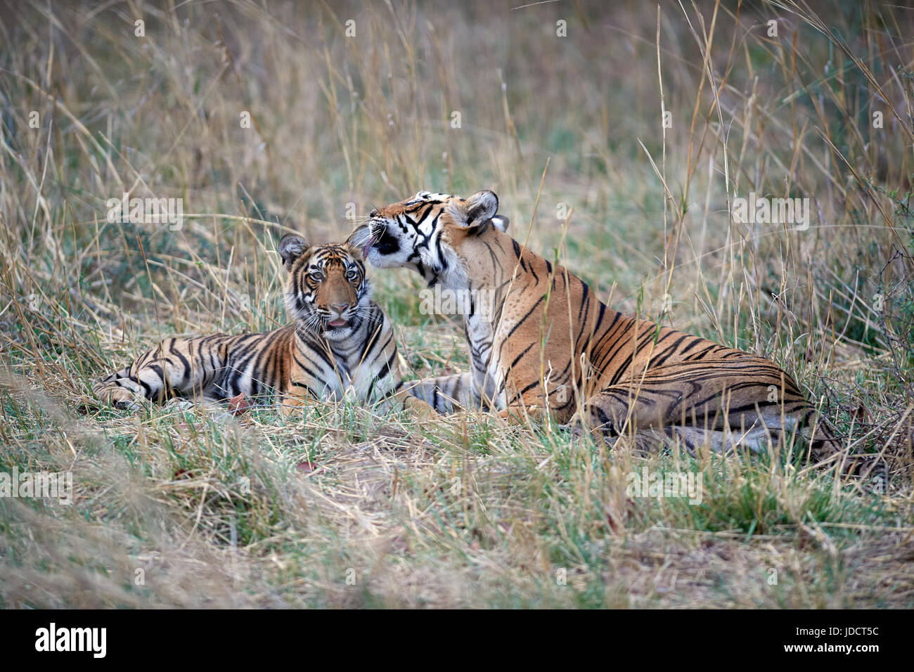Tiger grooming cub hi-res stock photography and images - Alamy