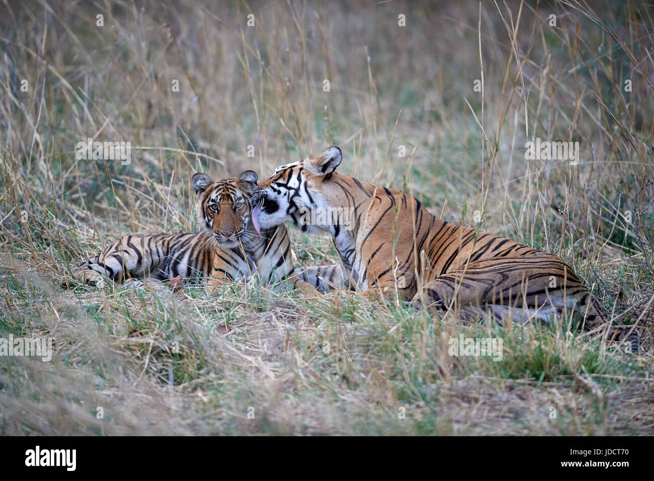 Tiger grooming cub hi-res stock photography and images - Alamy