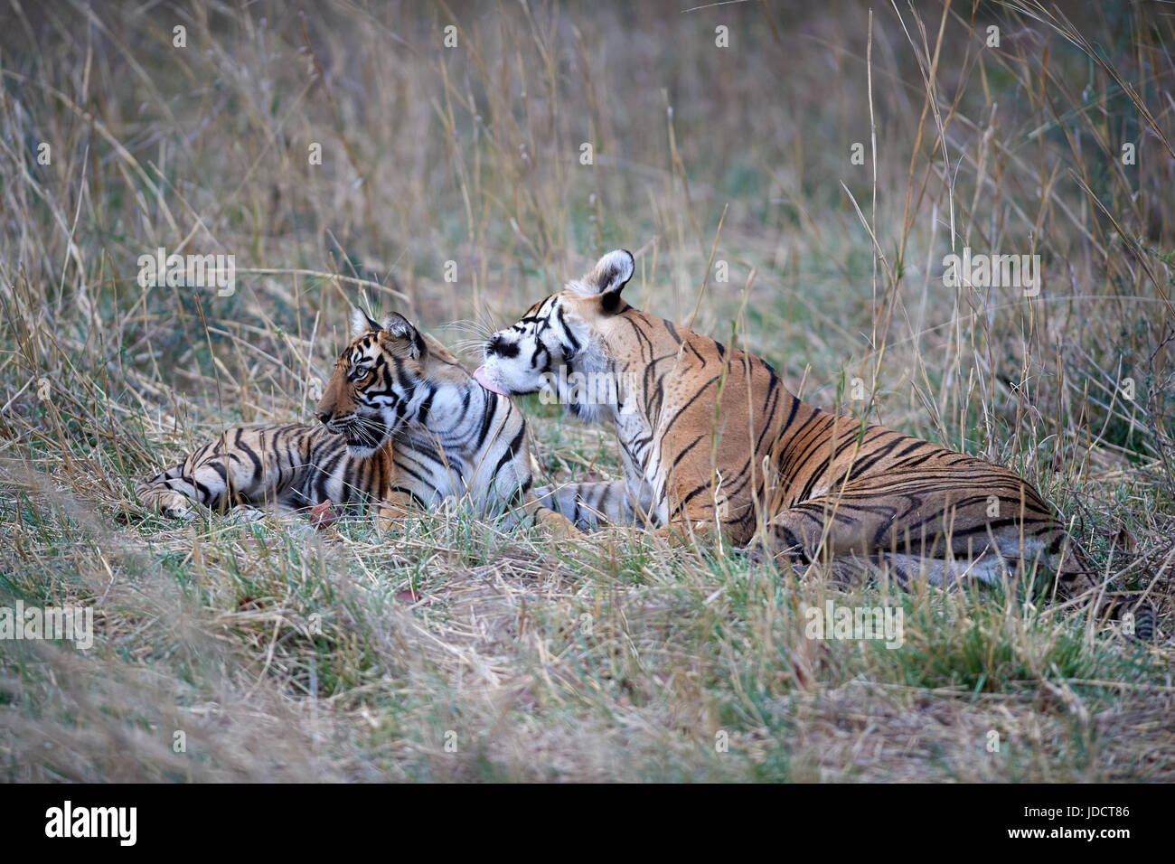 Tiger grooming cub hi-res stock photography and images - Alamy