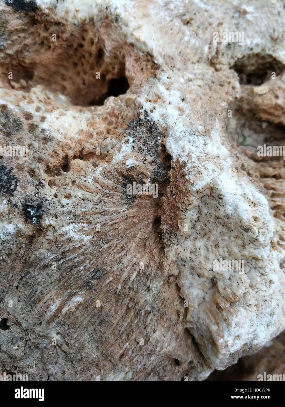 Paleofauna hi-res stock photography and images - Alamy