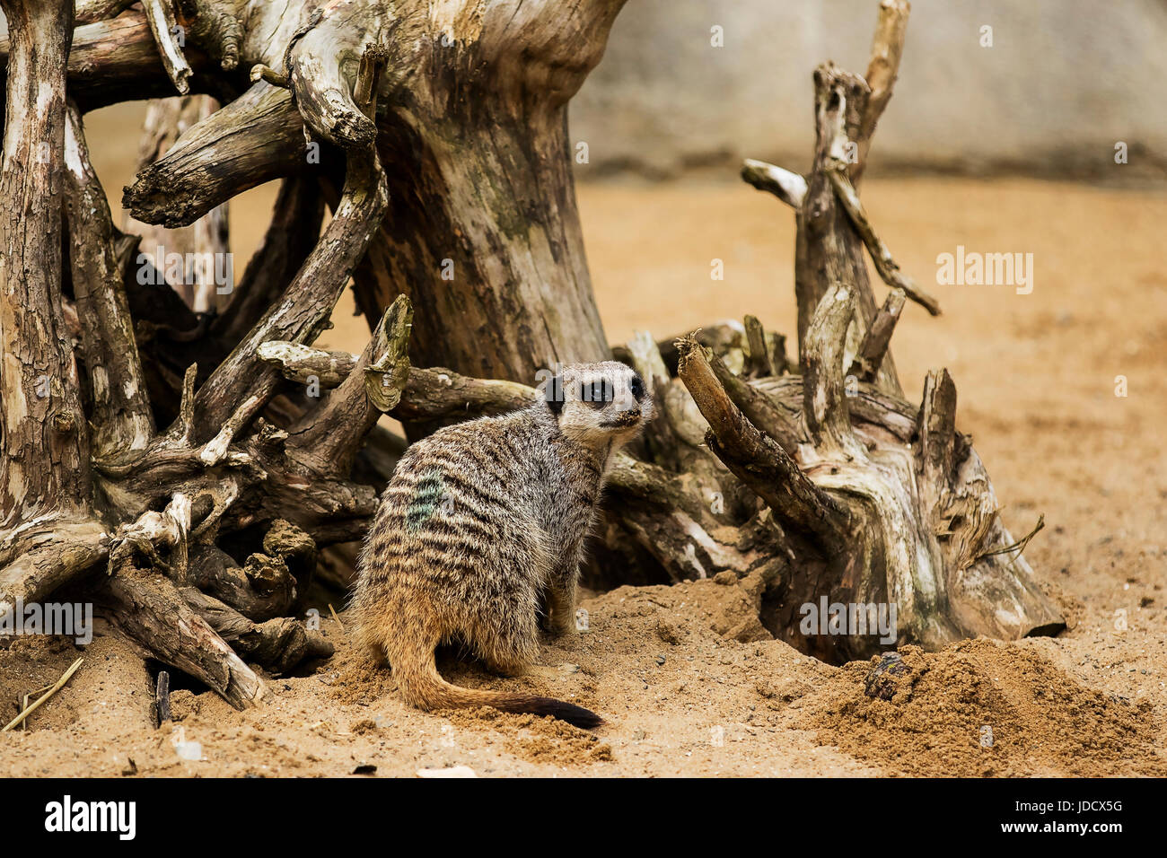 A Meerkat digging in the Logs for Grubs Stock Photo - Alamy