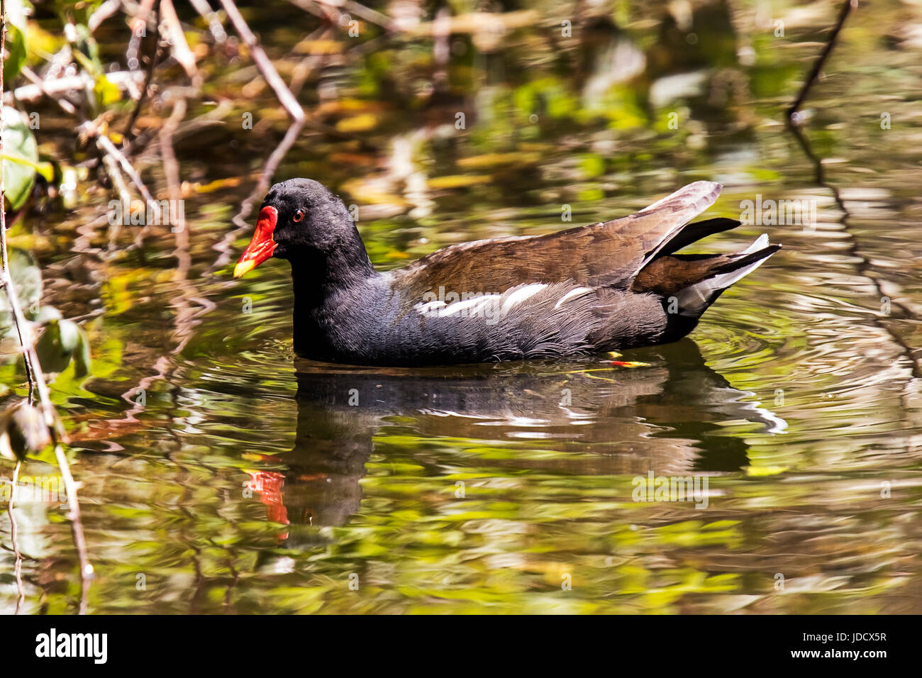 Beautiful moor hen on hi-res stock photography and images - Alamy