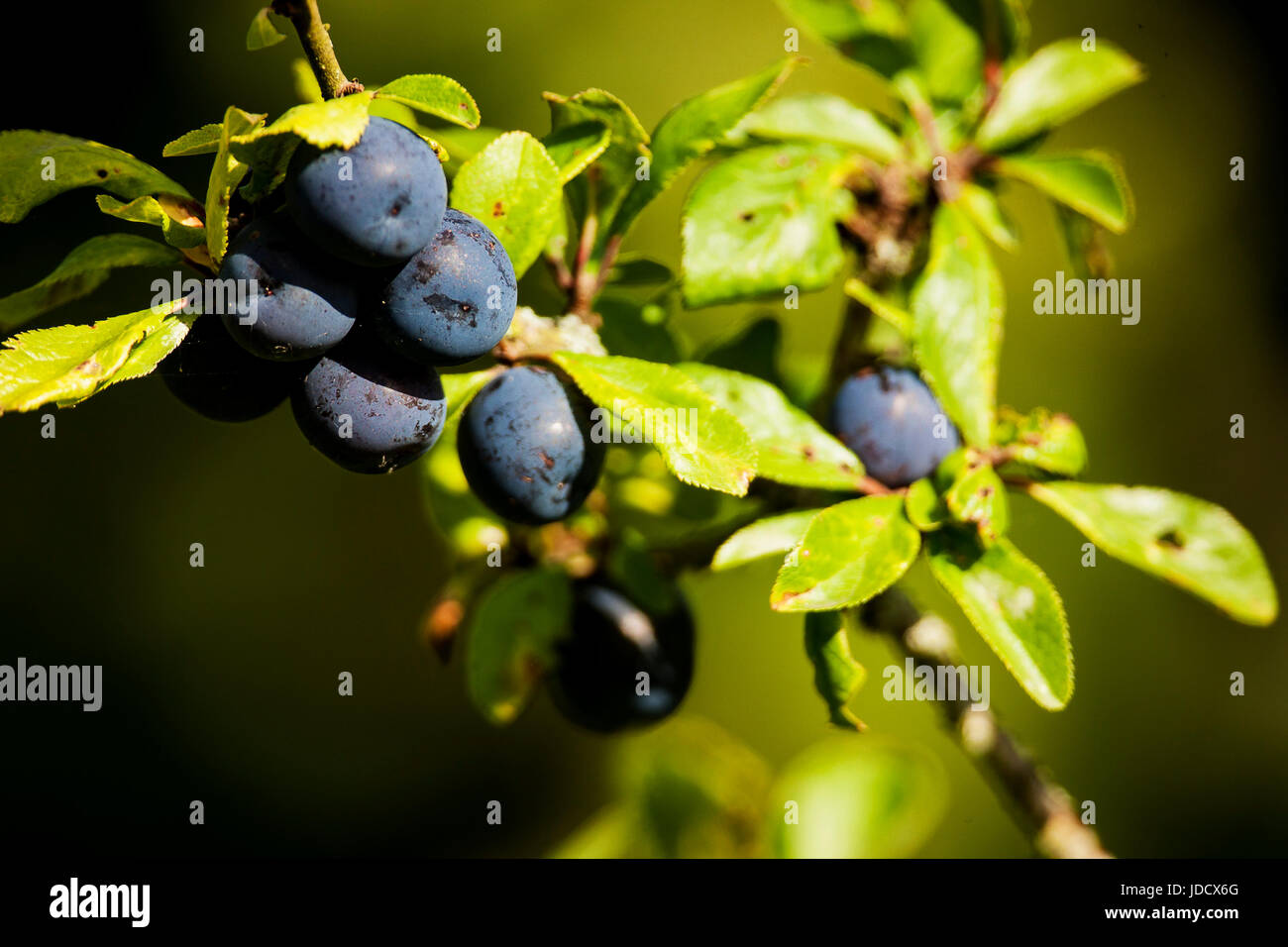 A Photo of Sloe Berries, Autumn Fruits Stock Photo - Alamy
