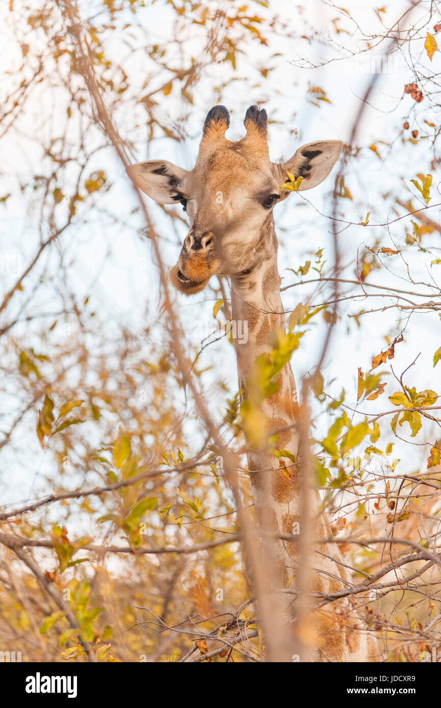 A close portrait of a giraffe browsing a tree in Zimbabwe's Hwange ...