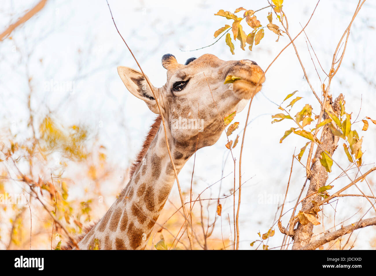 A close portrait of a giraffe browsing a tree in Zimbabwe's Hwange ...