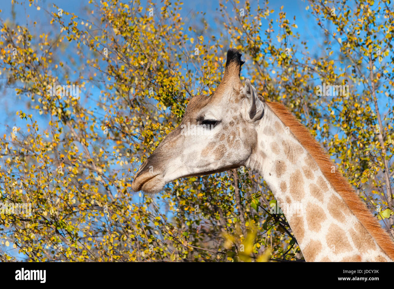 A close portrait of a giraffe browsing a tree in Zimbabwe's Hwange ...