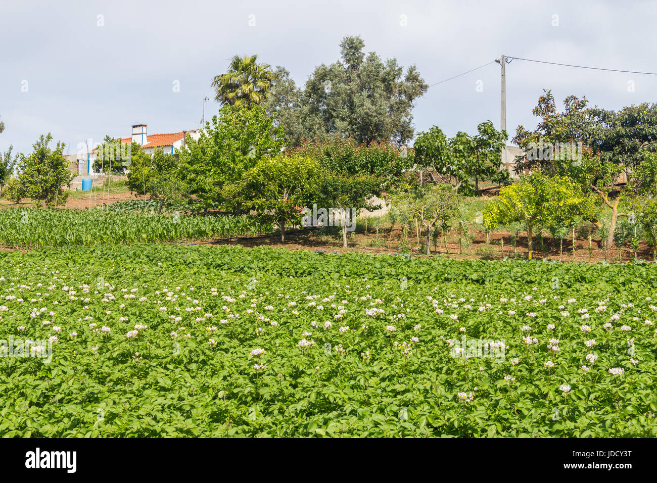 Farm plantation in Santiago do Cacem, Alentejo, Portugal Stock Photo ...