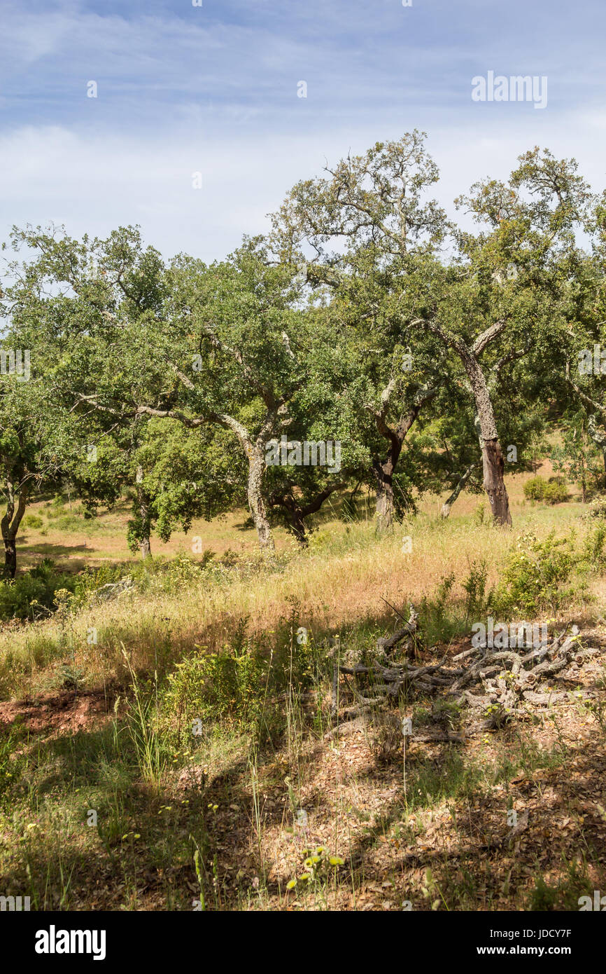 Trail in Cork tree forest Santiago do Cacem, Alentejo, Portugal Stock ...