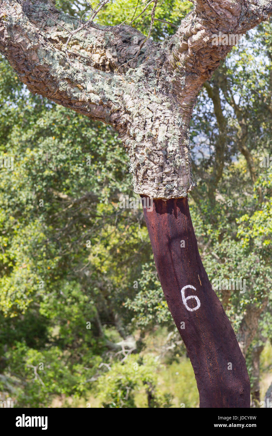 Details of Cork in a Sobreiro tree with number identifying the year of ...
