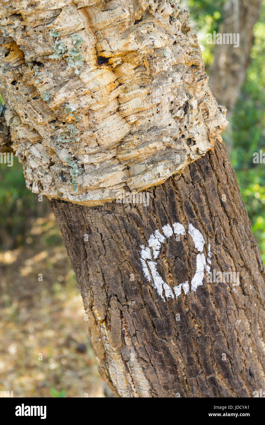 Details of Cork in a Sobreiro tree with number identifying the year of ...
