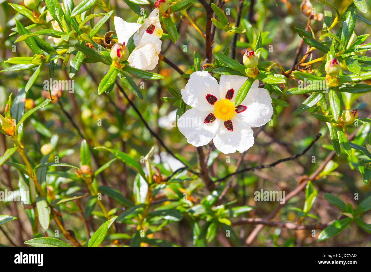 Gum Rockrose or Esteva flower in Santiago do Cacem, Alentejo, Portugal ...