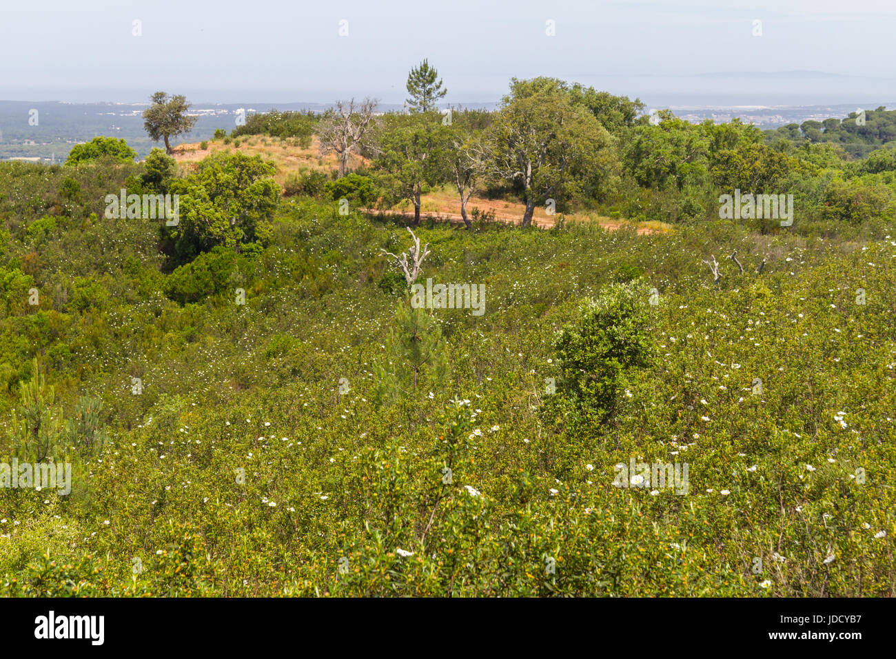 Trail in Cork tree forest and Esteva flowers Santiago do Cacem ...