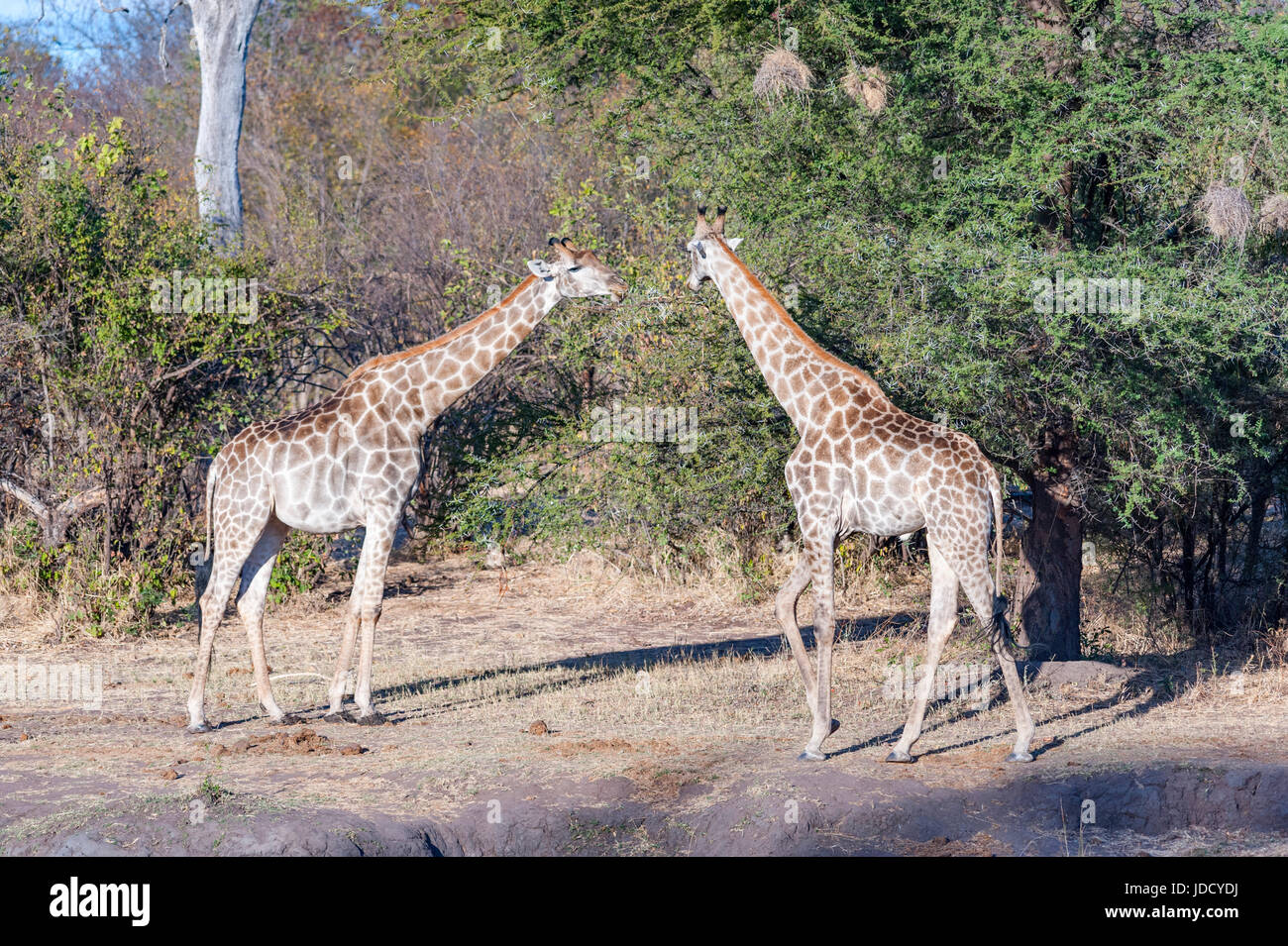 A pair of Giraffe seen in Zimbabwe's Hwange National Park Stock Photo ...