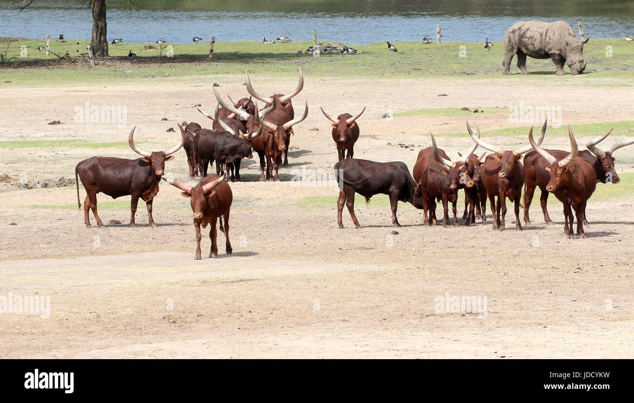 African Watusi cattle (Bos taurus africanus), a.k.a. Ankole-Watusi ...