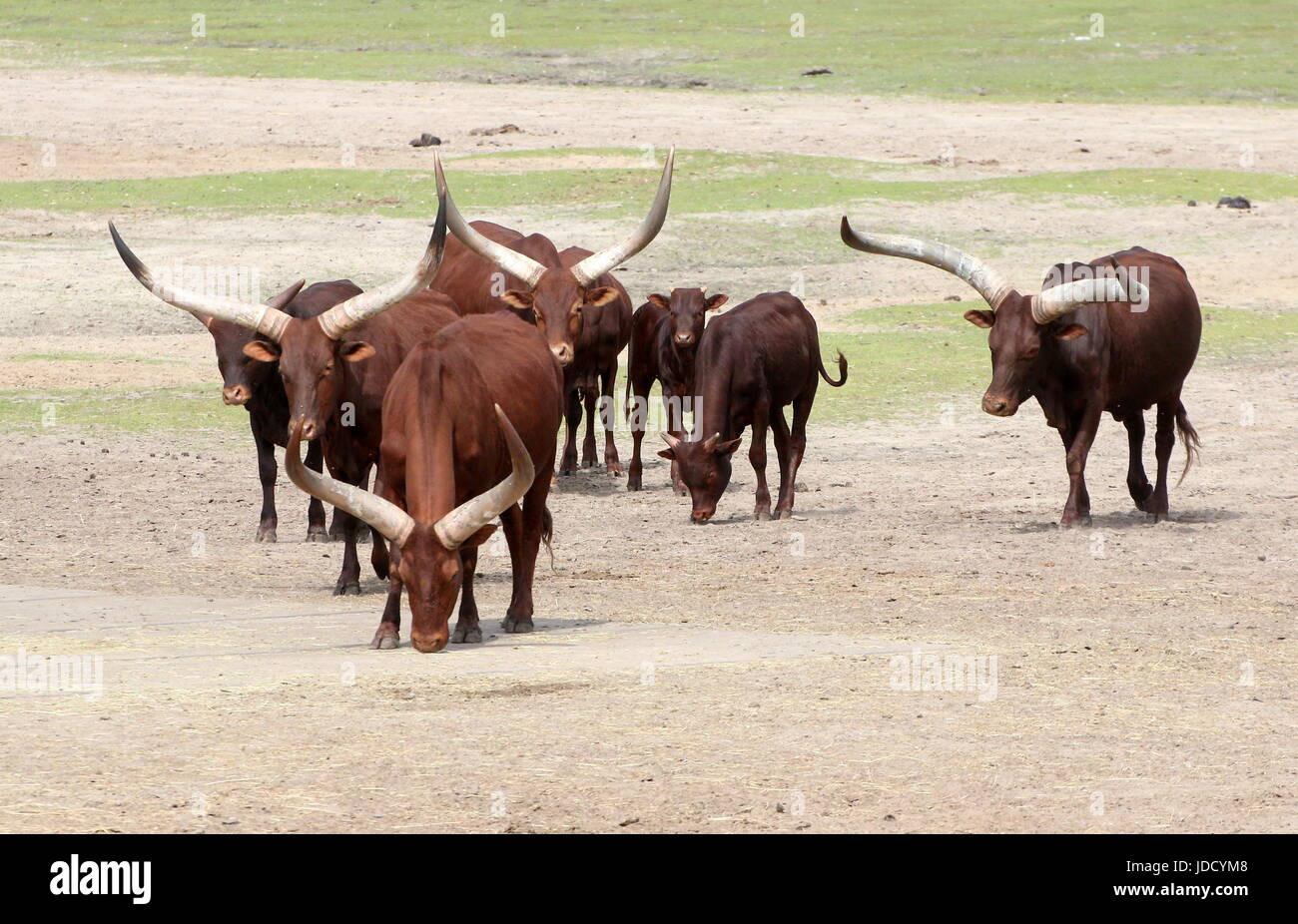 Grazing African Watusi cattle (Bos taurus africanus), a.k.a. Ankole ...