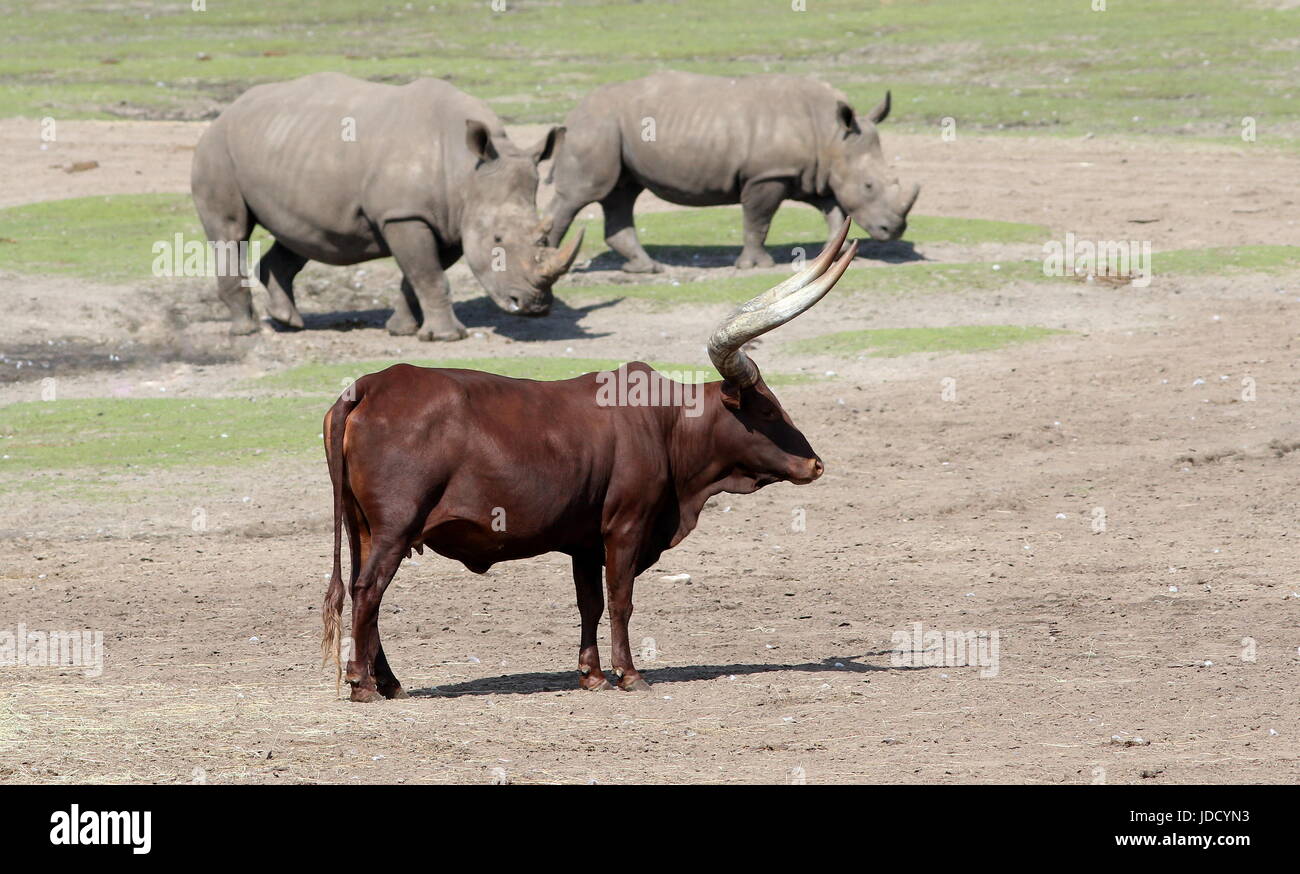 African Watusi Bull (Bos taurus africanus), a.k.a. Ankole-Watusi ...