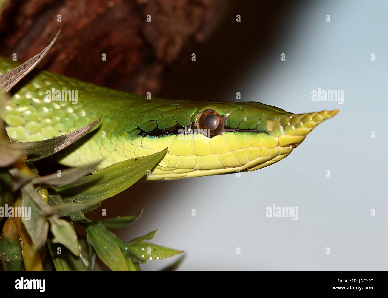 Serpent ratier rhinoceros hi-res stock photography and images - Alamy