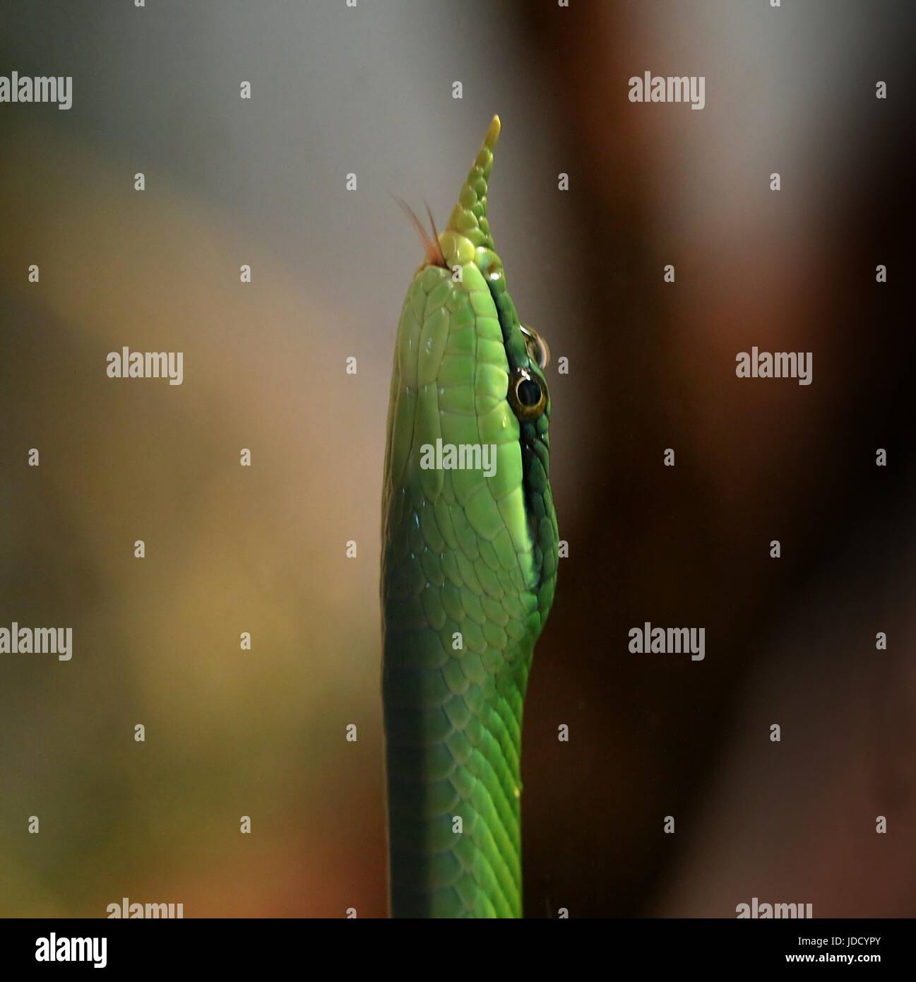 Vietnamese Rhinoceros ratsnake or longnose snake (Gonyosoma boulengeri ...