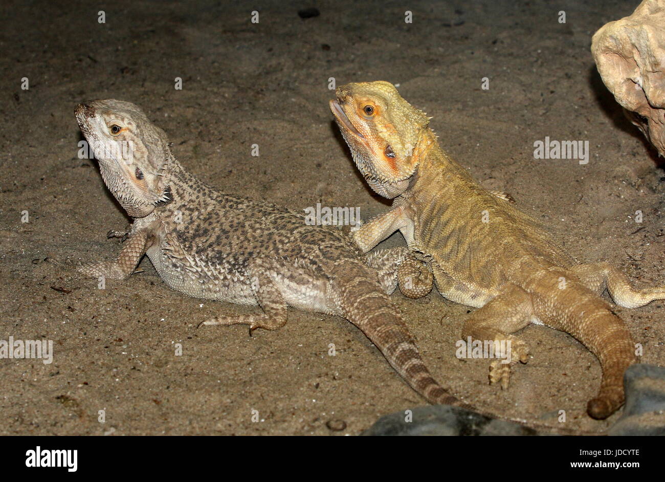 Male female bearded dragons hi-res stock photography and images - Alamy
