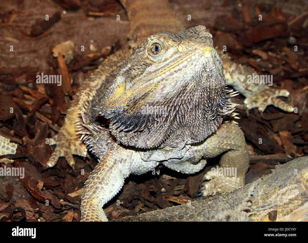 Australian subspecies hi-res stock photography and images - Alamy