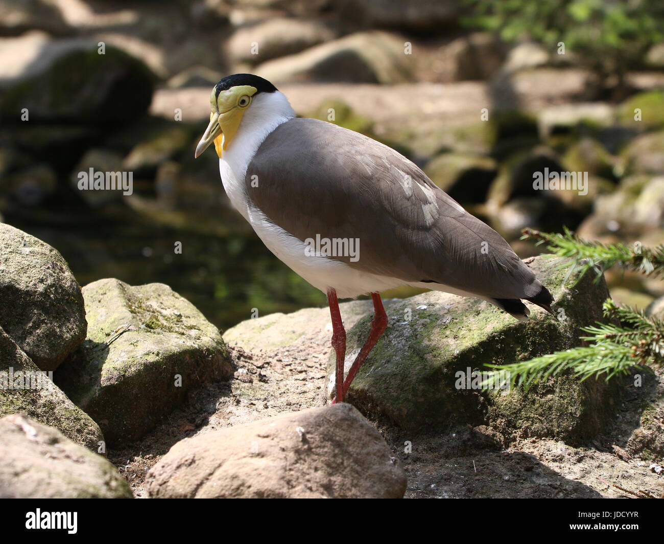 Australasian Masked Lapwing (Vanellus miles Stock Photo - Alamy