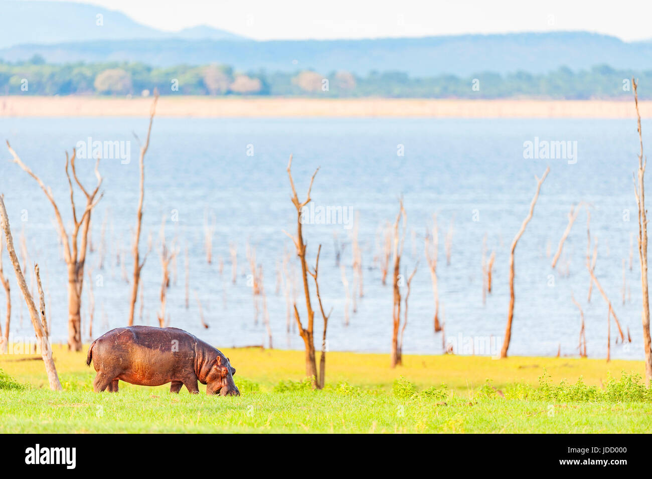 Dead hippo hi-res stock photography and images - Alamy