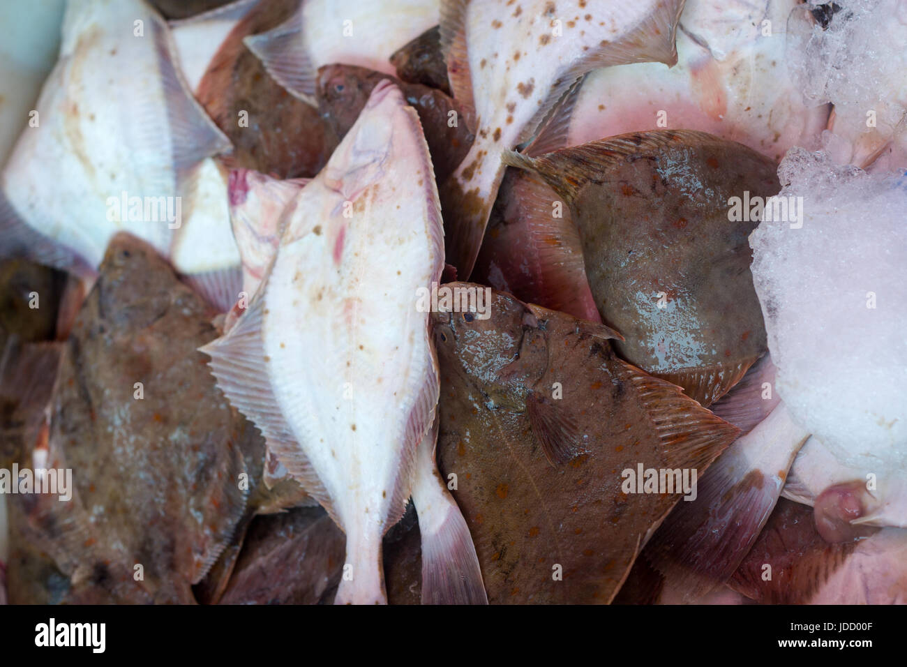 Fresh flounder at the fish market Stock Photo - Alamy