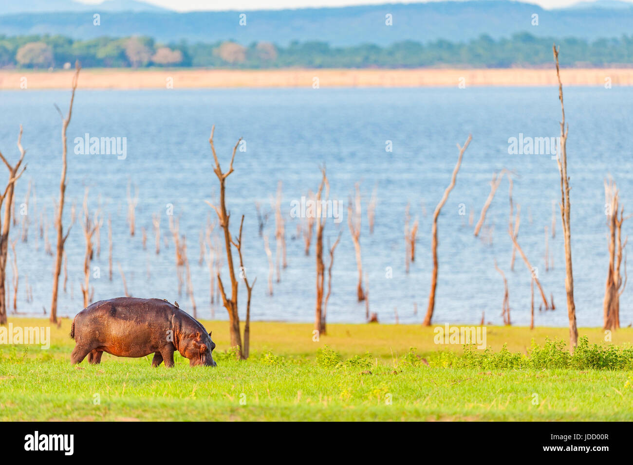 Dead hippo hi-res stock photography and images - Alamy