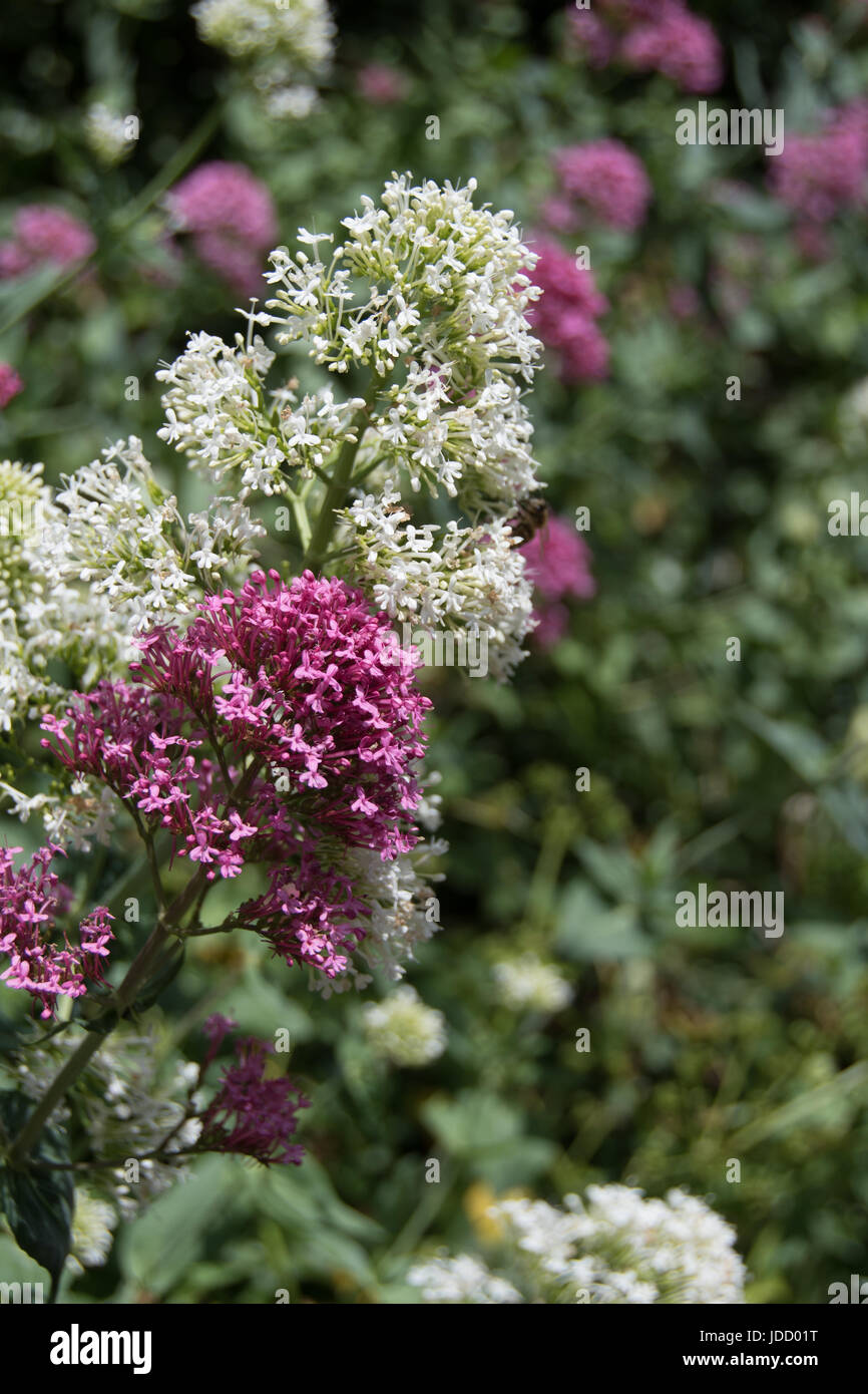 Pretty betsy hi-res stock photography and images - Alamy